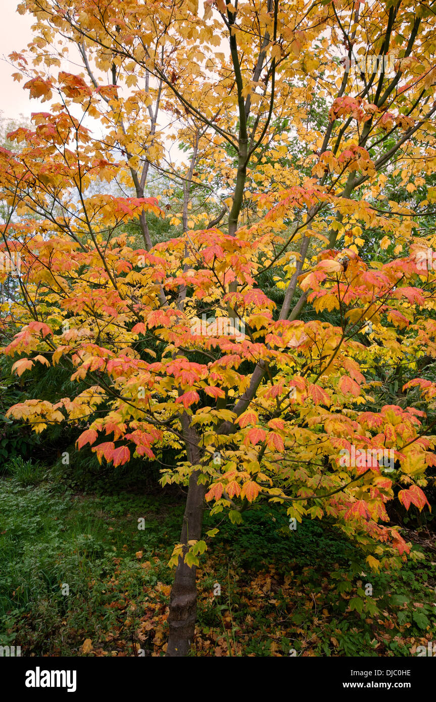 Acer circinatum hi-res stock photography and images - Alamy