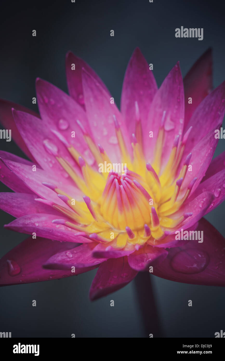 Lotus Flower Side View High Resolution Stock Photography and Images - Alamy