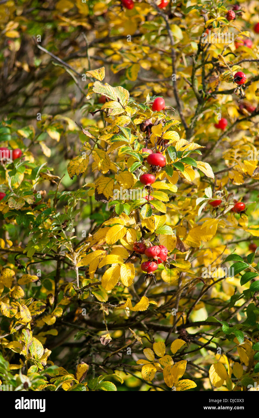 Japanese rose hips hi-res stock photography and images - Alamy