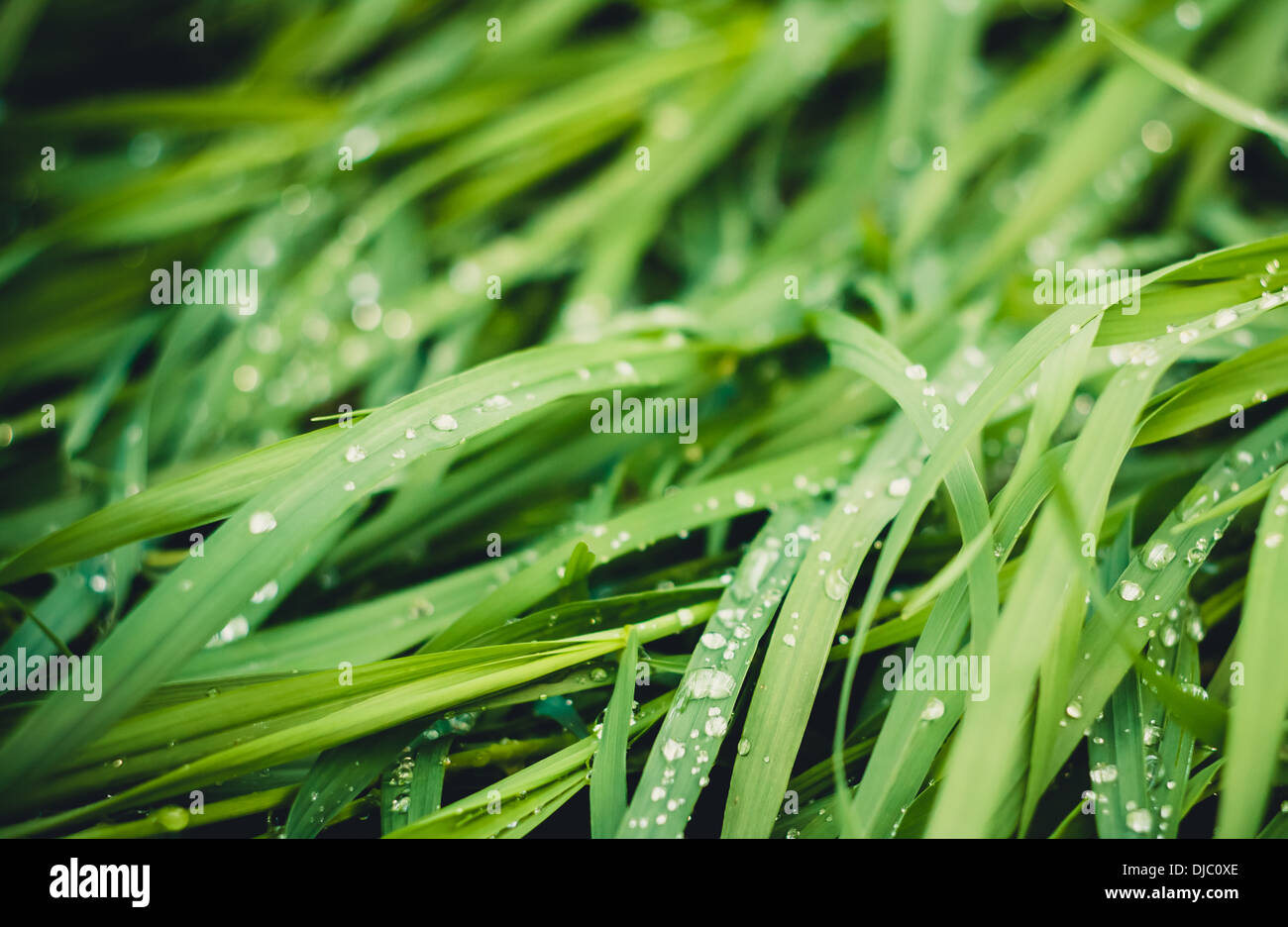 Thirsty Plant High Resolution Stock Photography and Images - Alamy
