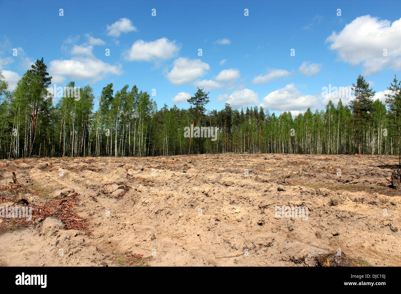 pine forest with slot for planting new pines in the spring Stock Photo ...