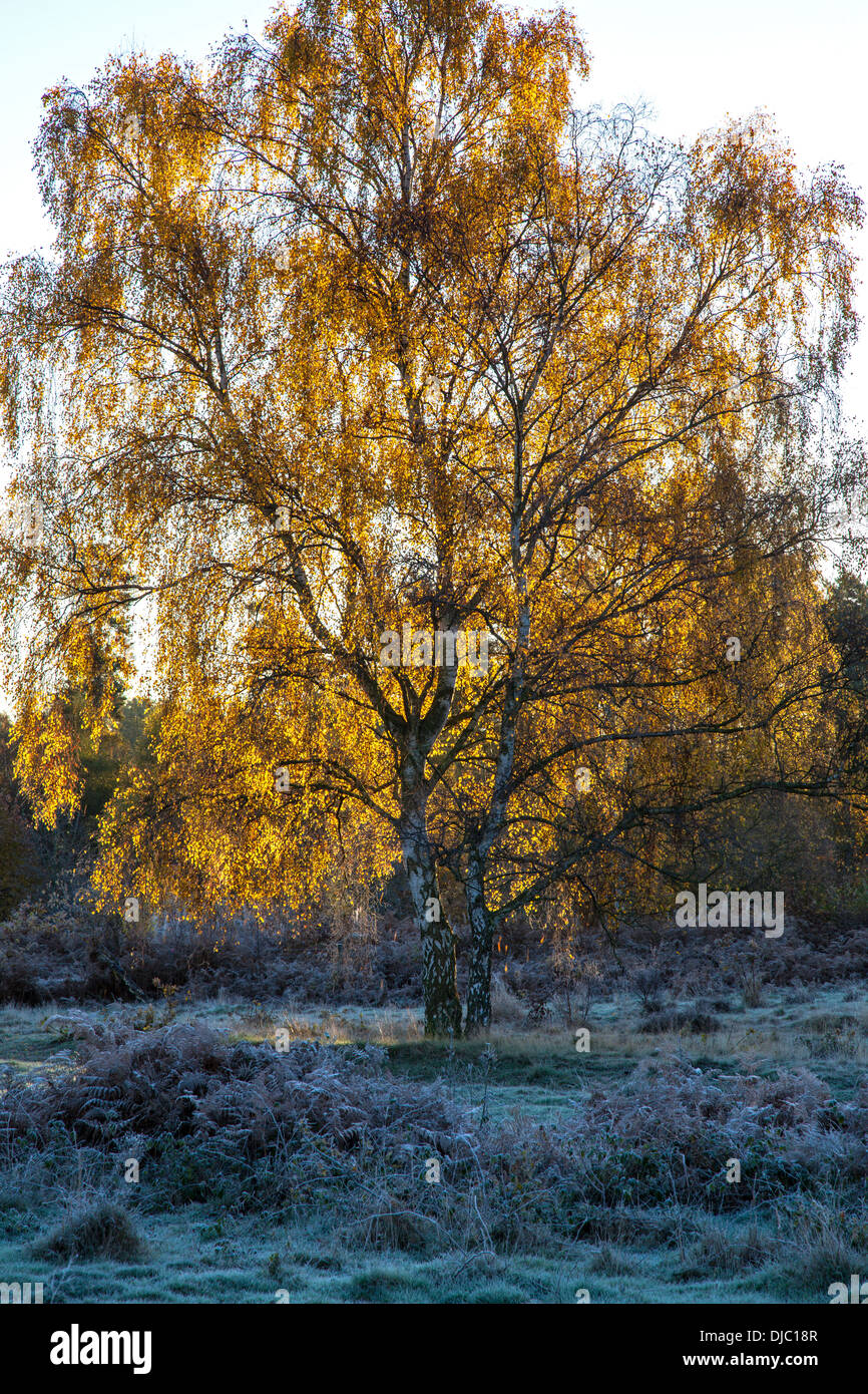 Backlit silver birch hi-res stock photography and images - Alamy