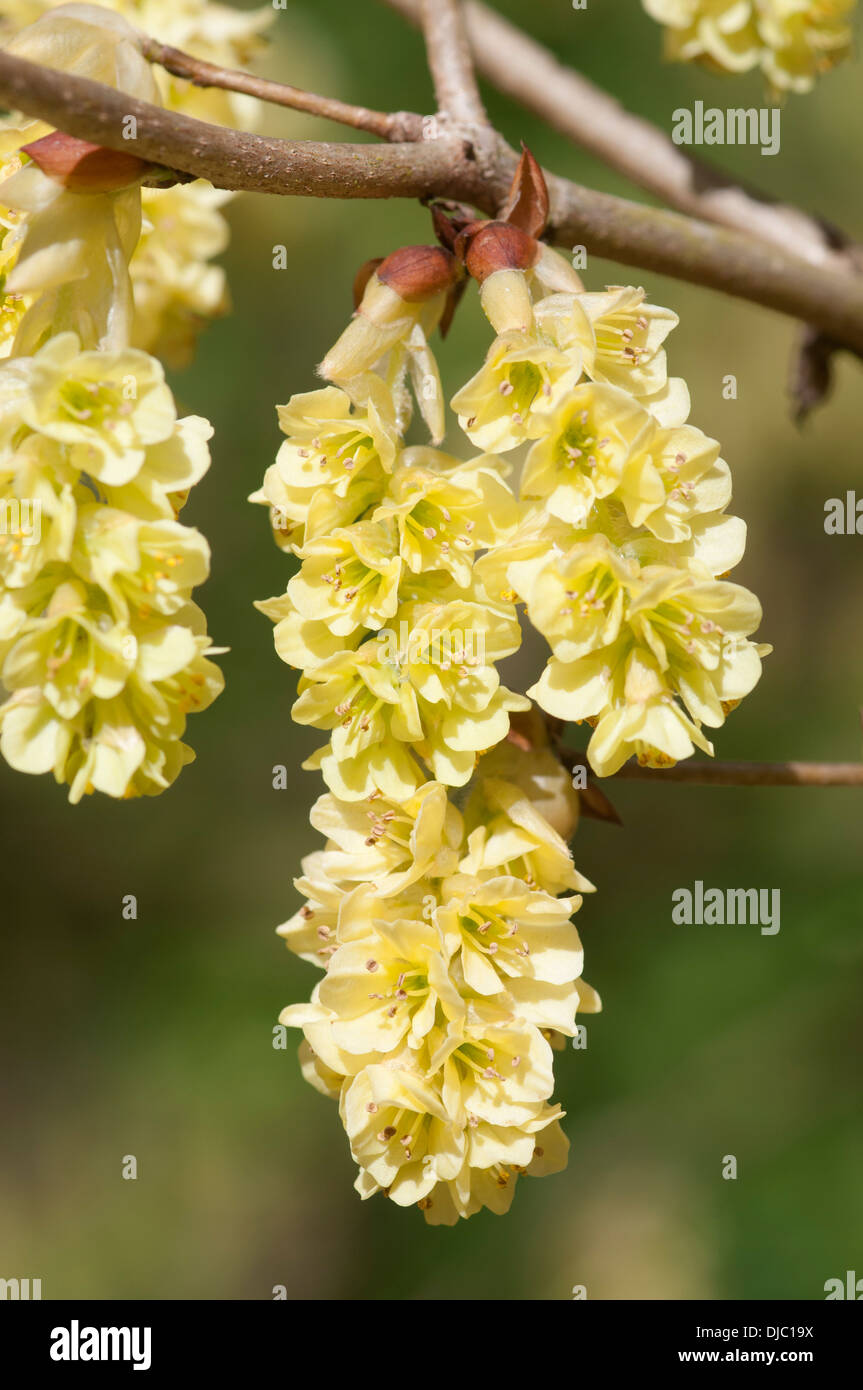 Corylopsis High Resolution Stock Photography and Images - Alamy