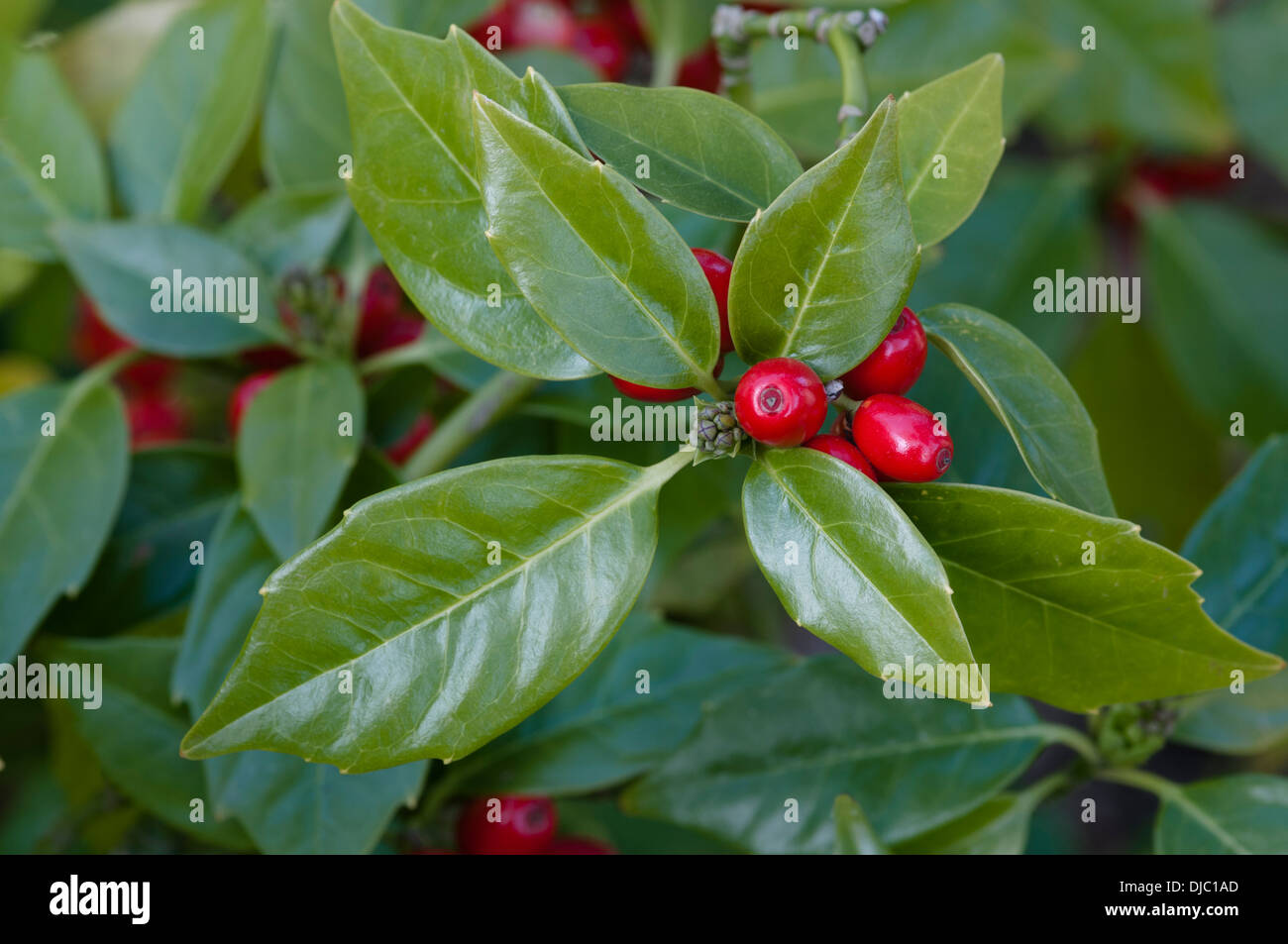 Aucuba japonica hi-res stock photography and images - Alamy