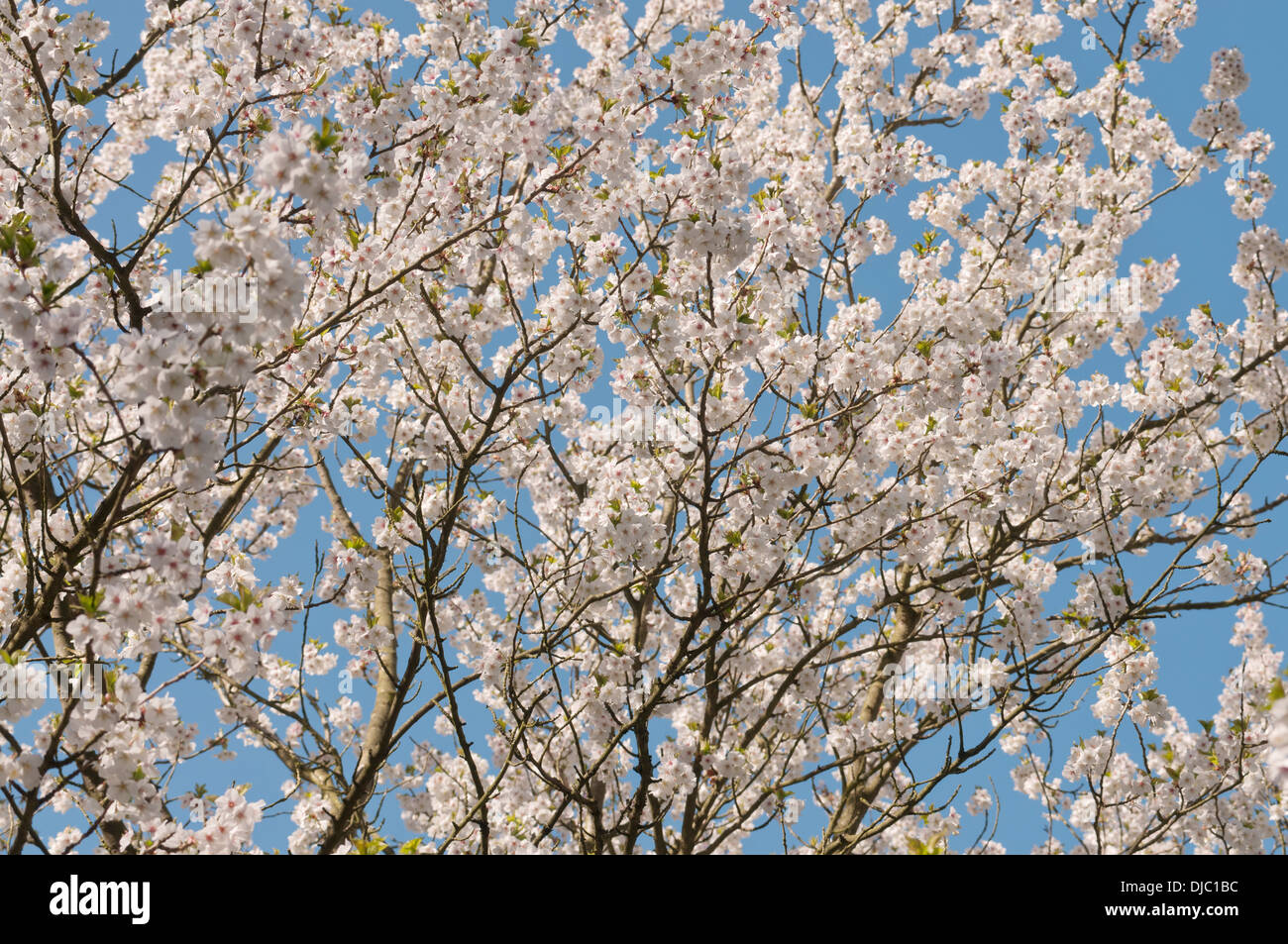 Prunus umineko cherry blossom hi-res stock photography and images - Alamy
