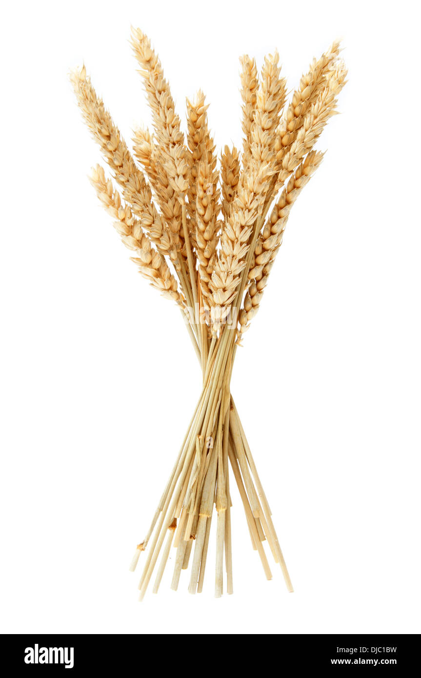 Wheat stalk isolated hi-res stock photography and images - Alamy