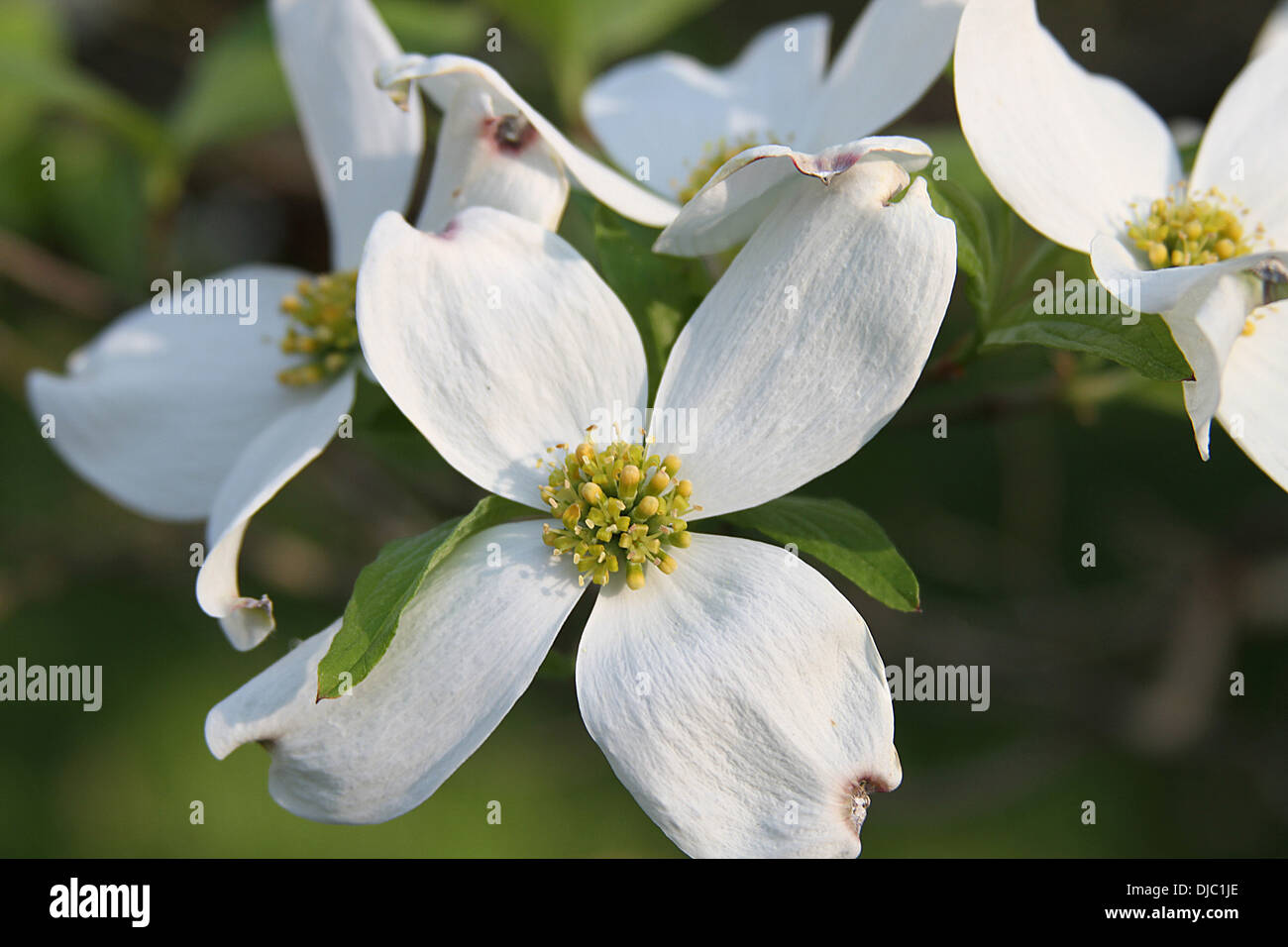 Close up of a beautiful, white dogwood flower with yellow pistols in ...