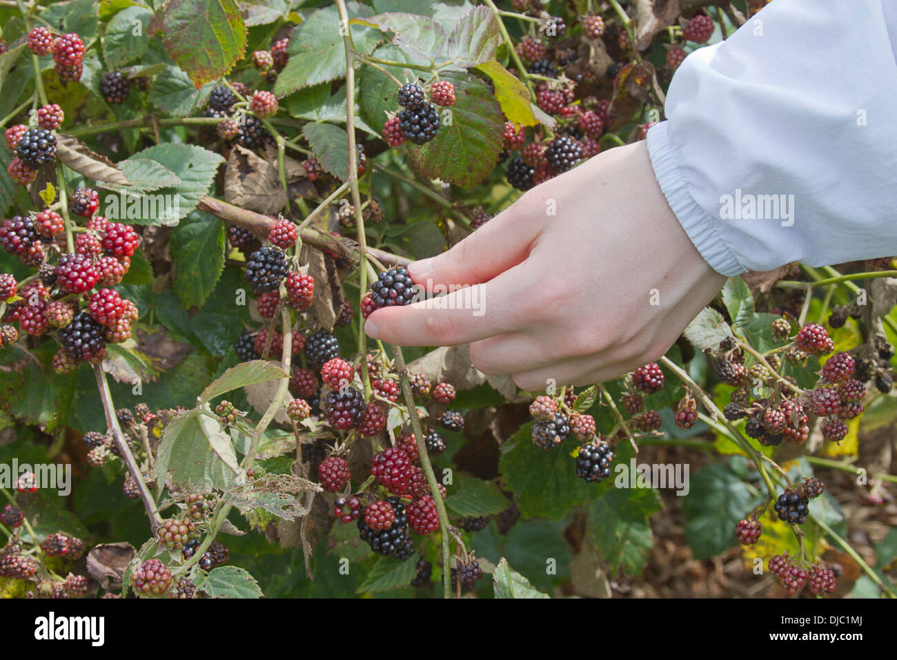 Hand picking fruit hi-res stock photography and images - Alamy