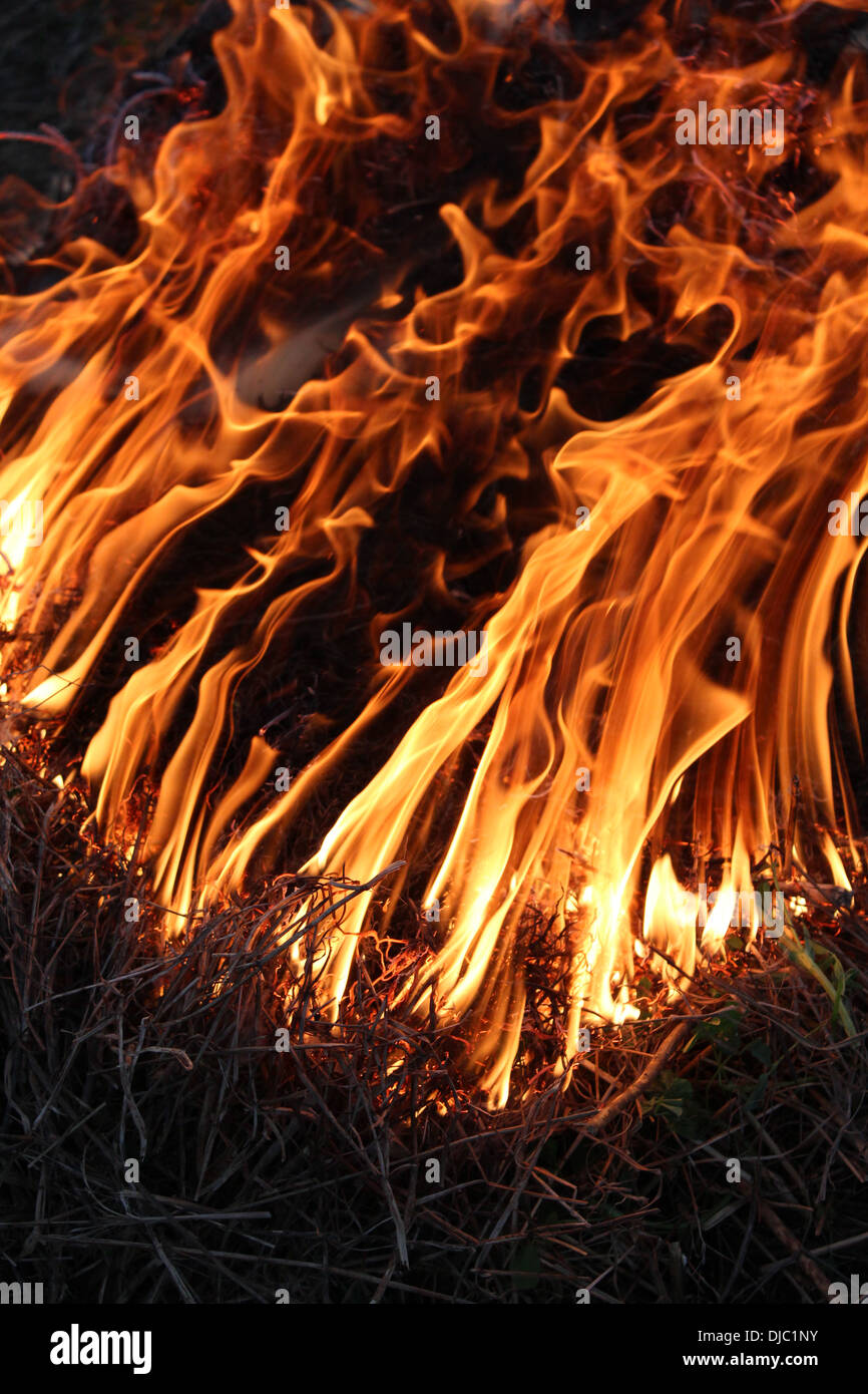 body of flame inflaming in a forest Stock Photo - Alamy