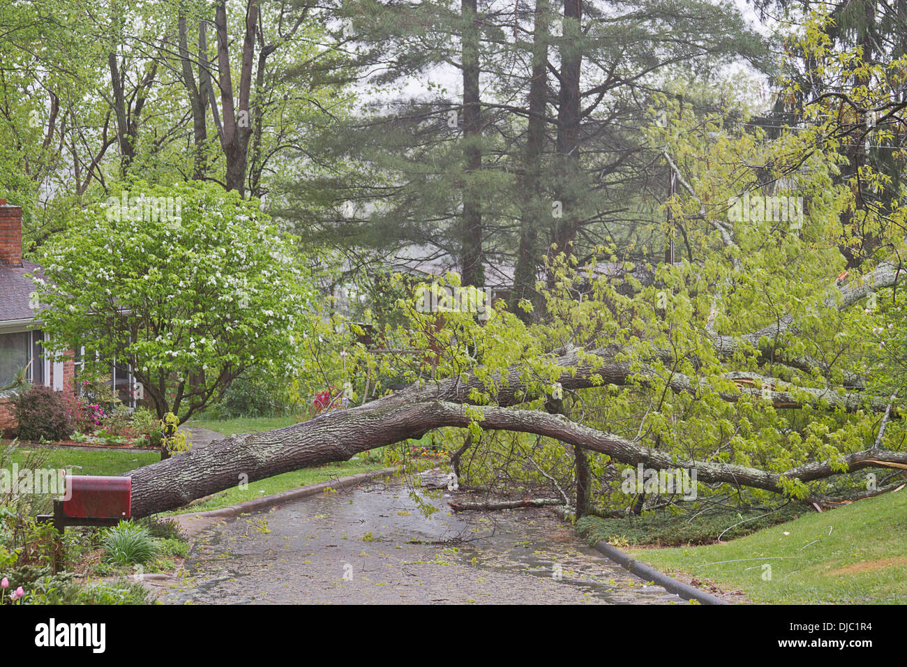 Heavy oak tree hi-res stock photography and images - Alamy