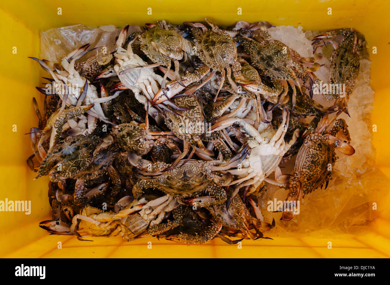 Container of crabs hi-res stock photography and images - Alamy