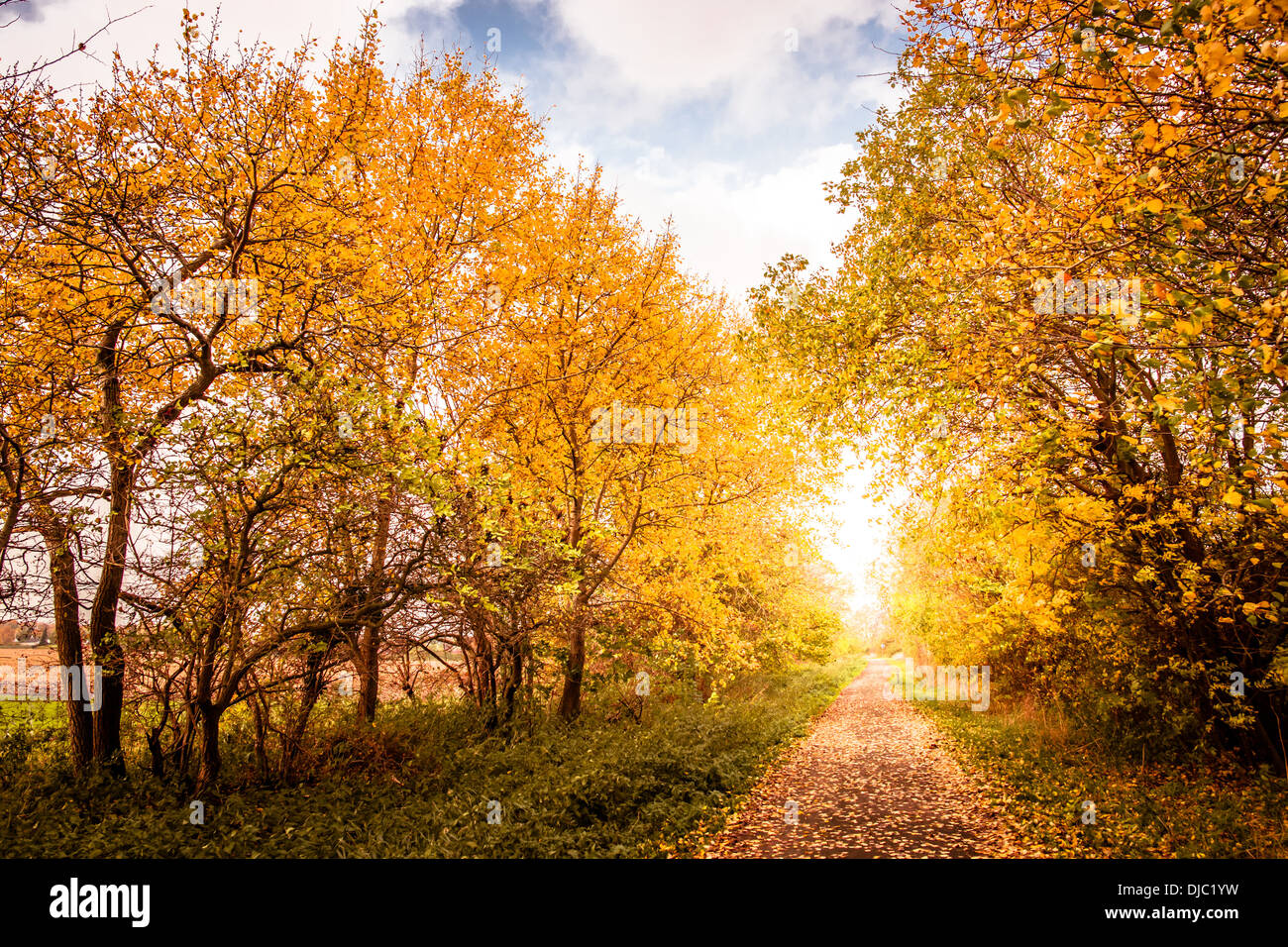 Beautiful autumn landscape in warm colors Stock Photo - Alamy