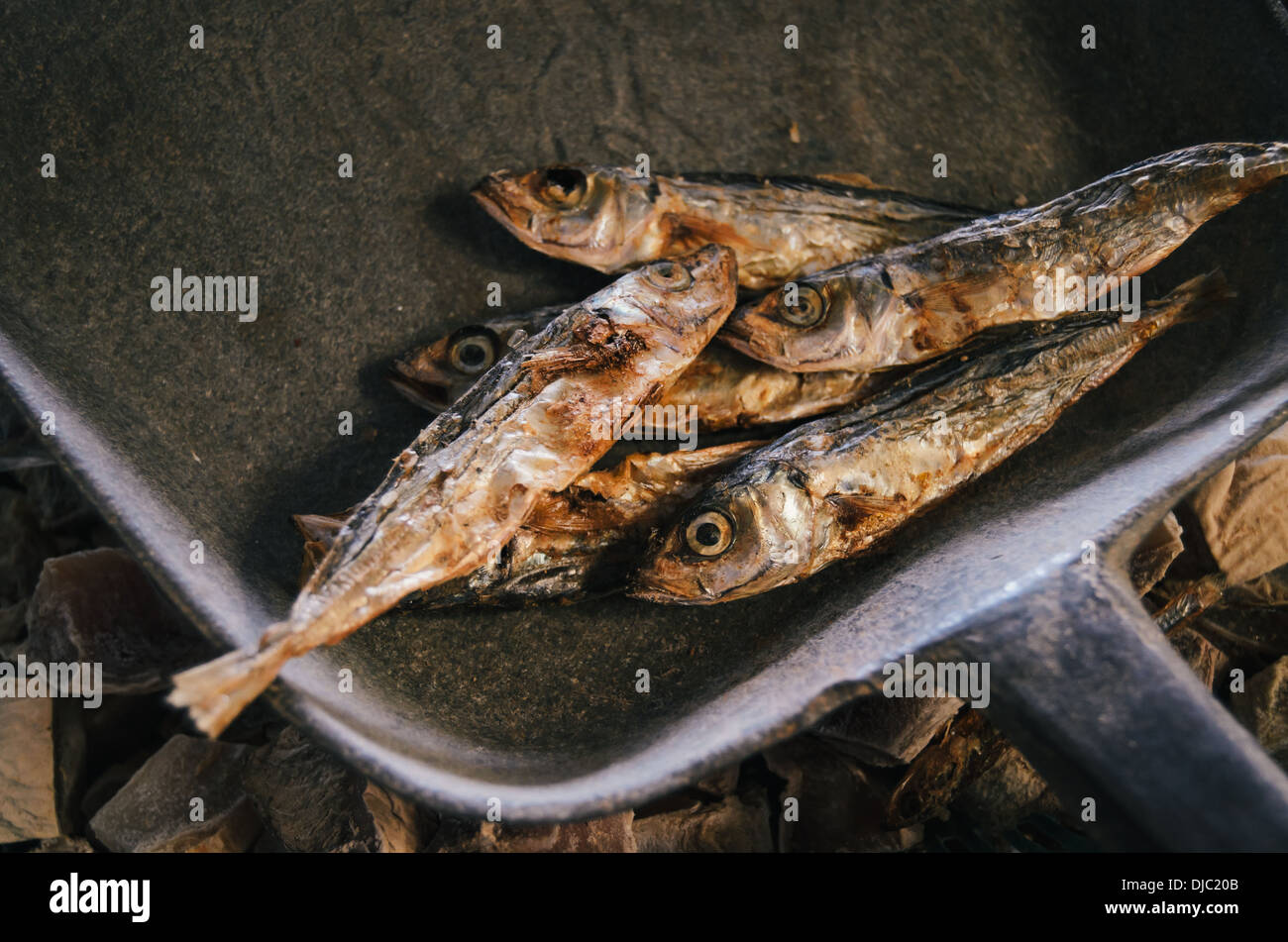 Dried sardines on display at Deira's Fish Market. Dubai, UAE Stock ...