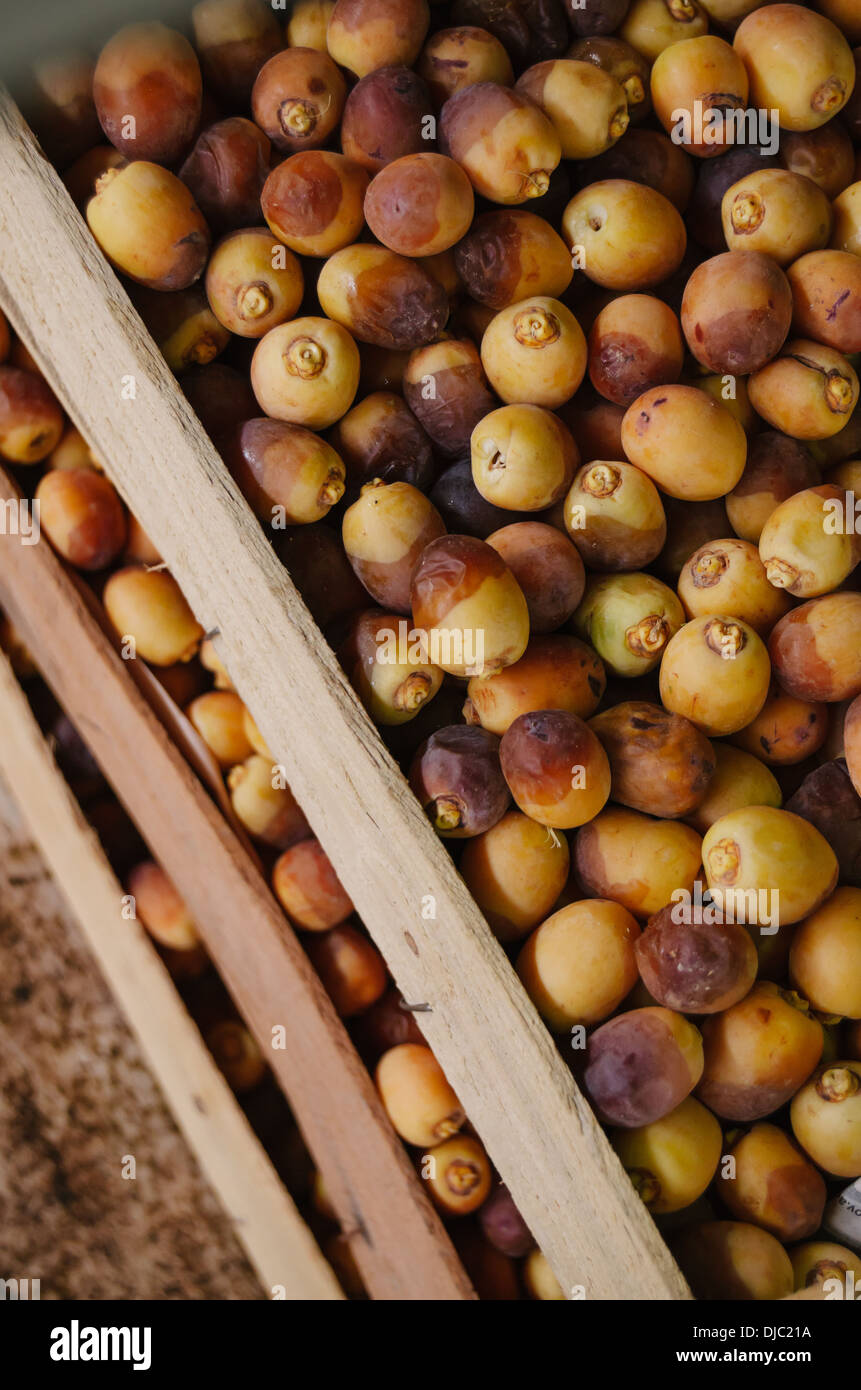 Dates on a wood crate awaiting to be put up for sale at Deira's Fruit ...