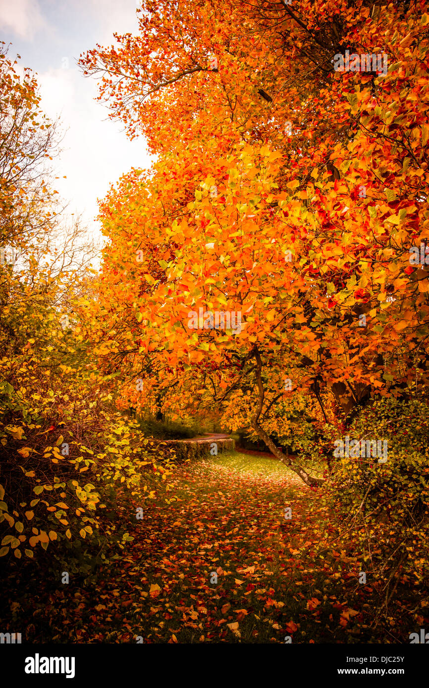 Peak fall colors maple tree hi-res stock photography and images - Alamy