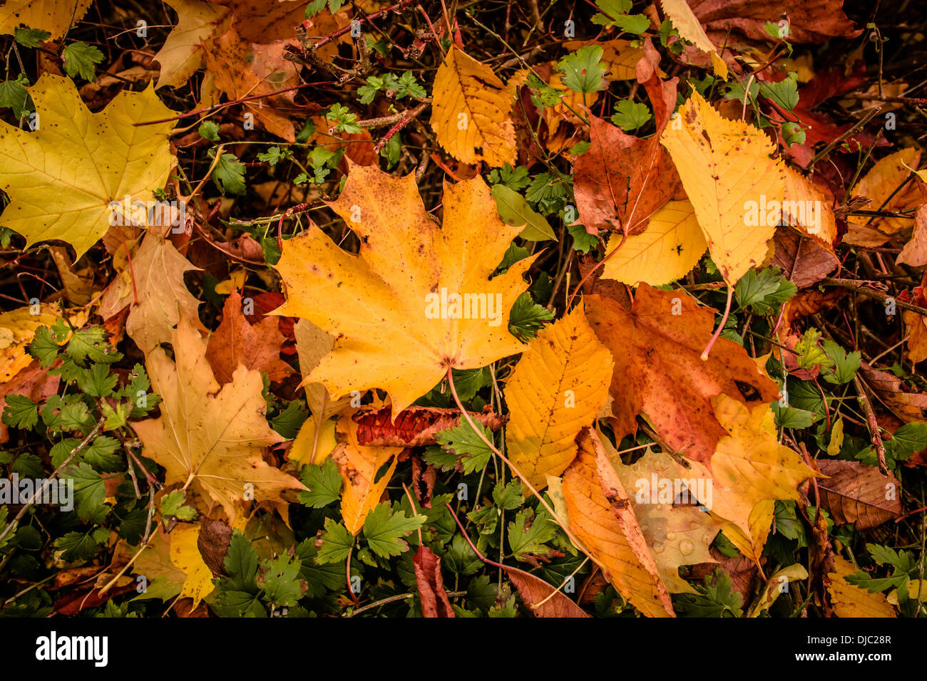 Fallen leaf in grass hi-res stock photography and images - Alamy