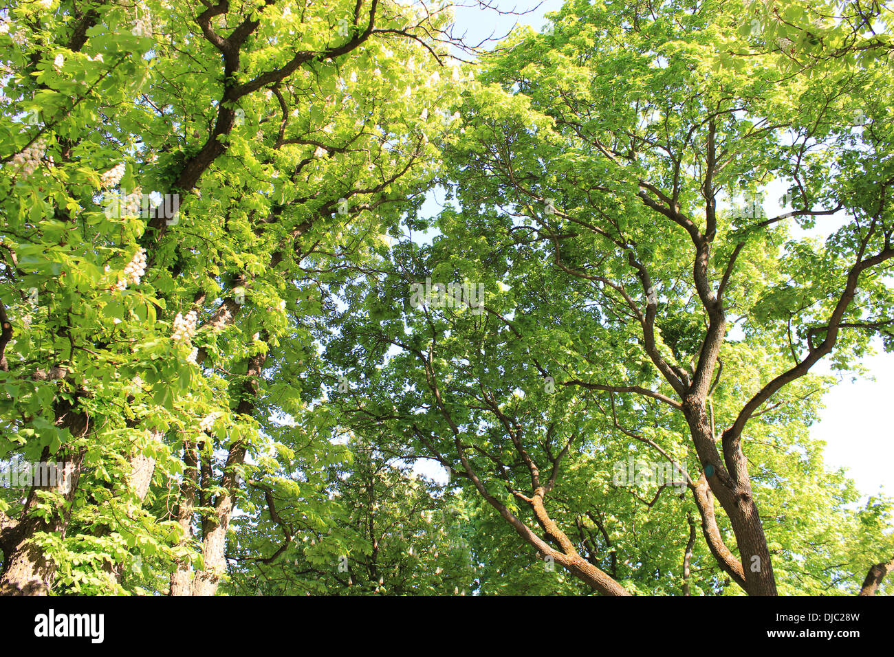 Crone of a trees on the blue sky background Stock Photo - Alamy