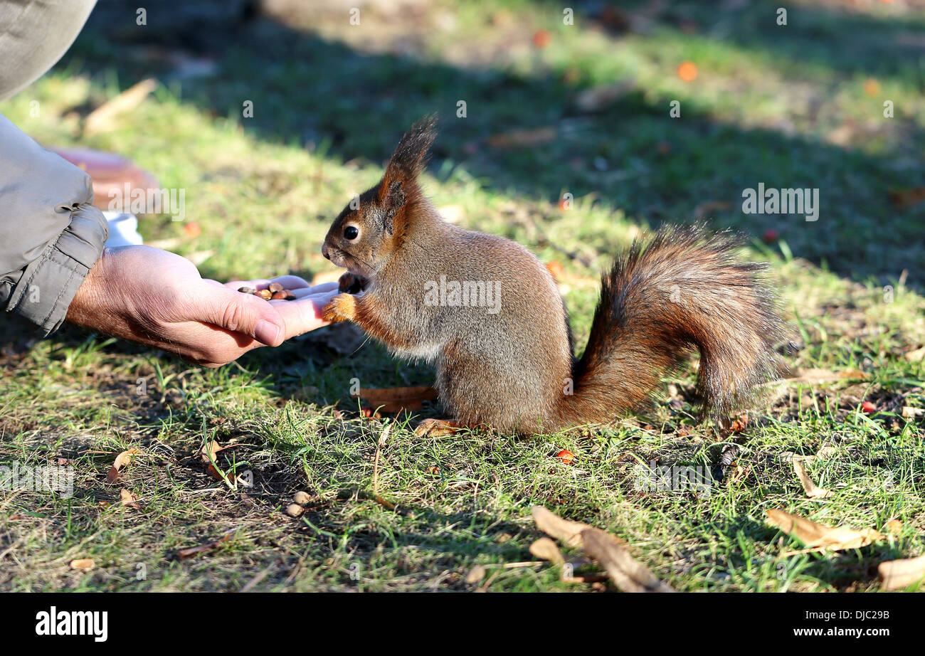 Squirrel eating nuts with hands Stock Photo - Alamy