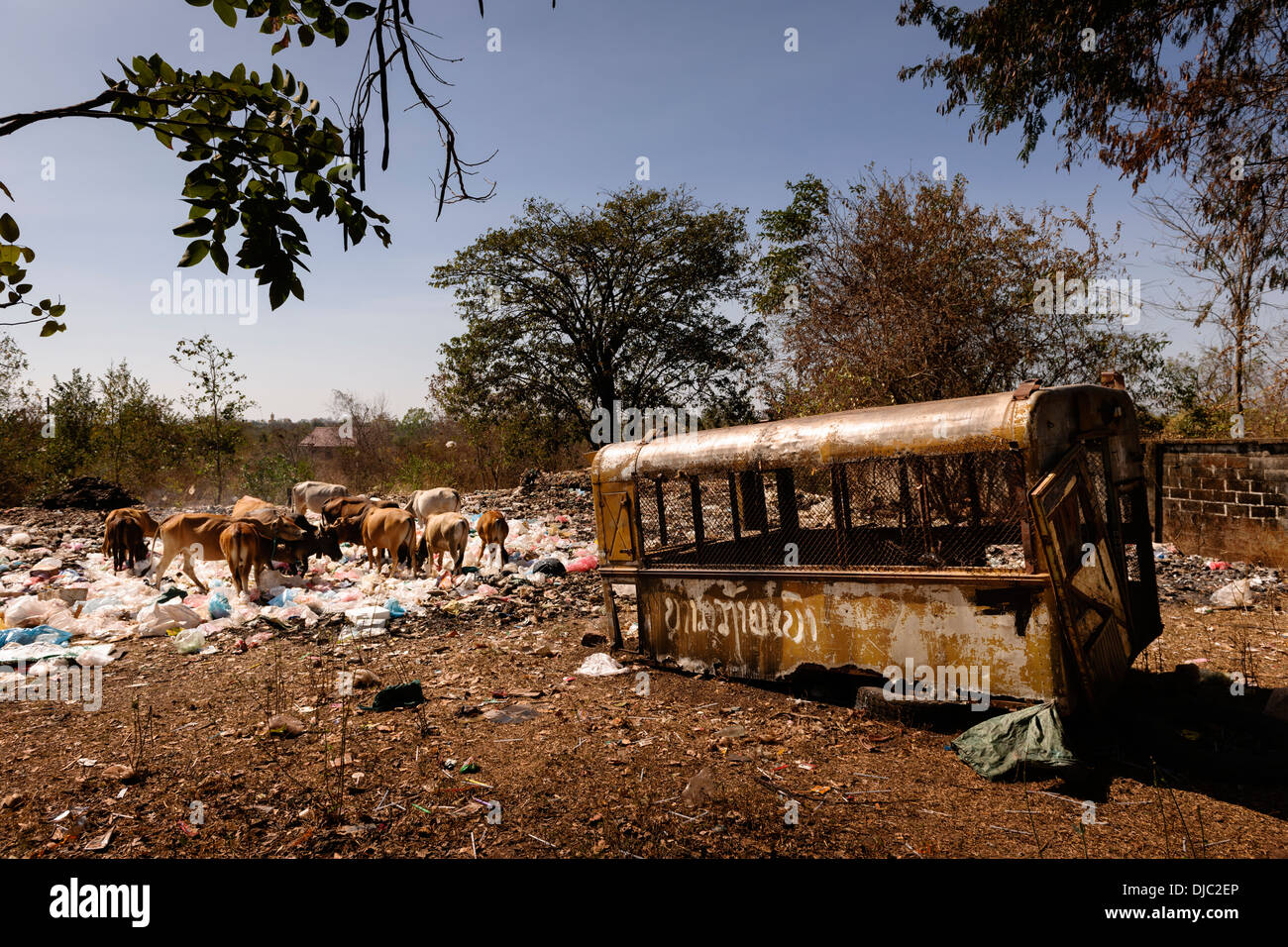 Cows eating rubbish by the Northern Bus Depot in Pakse, Laos Stock ...