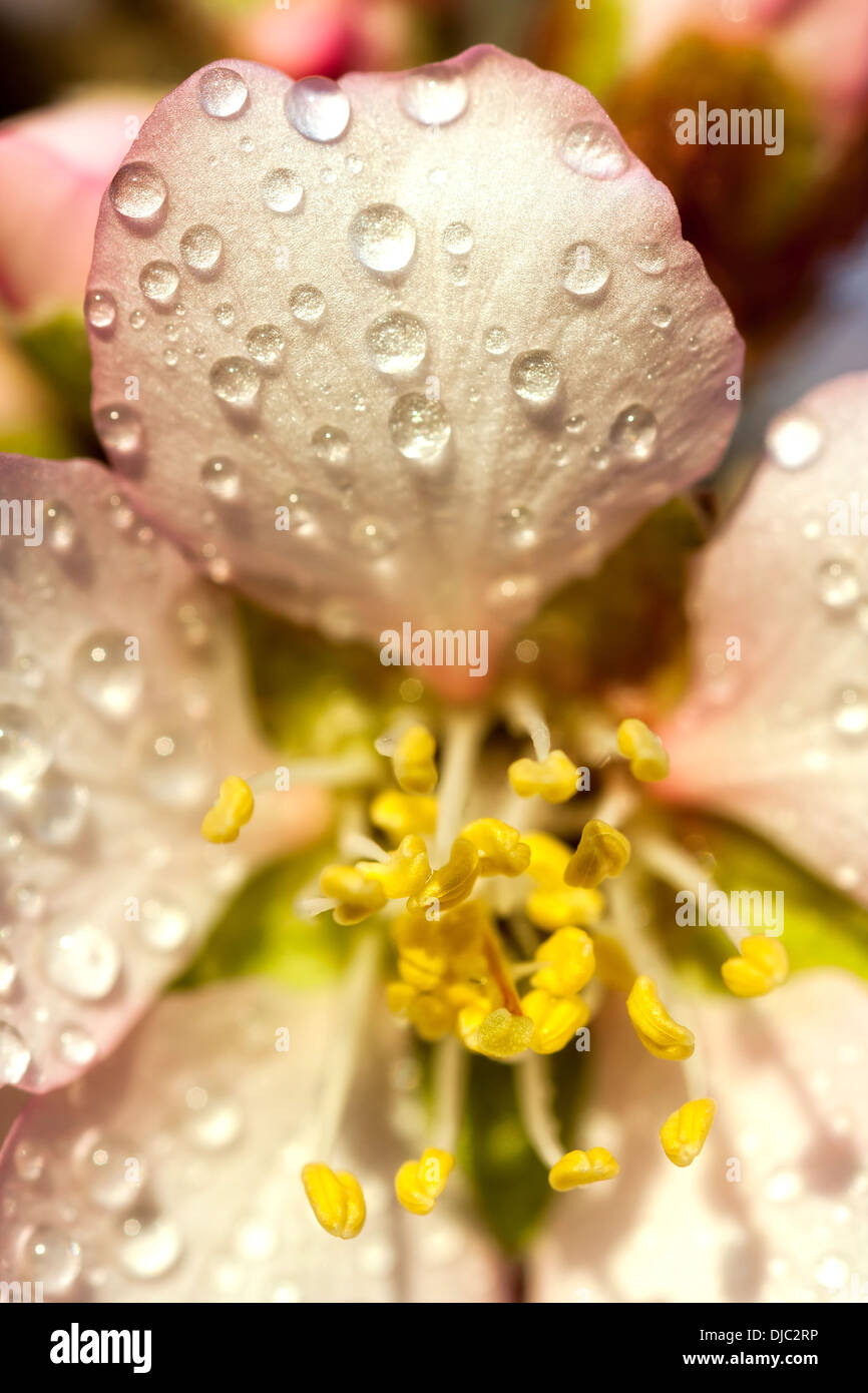 Beautiful almond blooms in spring Stock Photo - Alamy