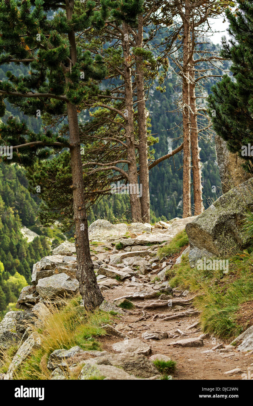 Lightened fir tree hi-res stock photography and images - Alamy