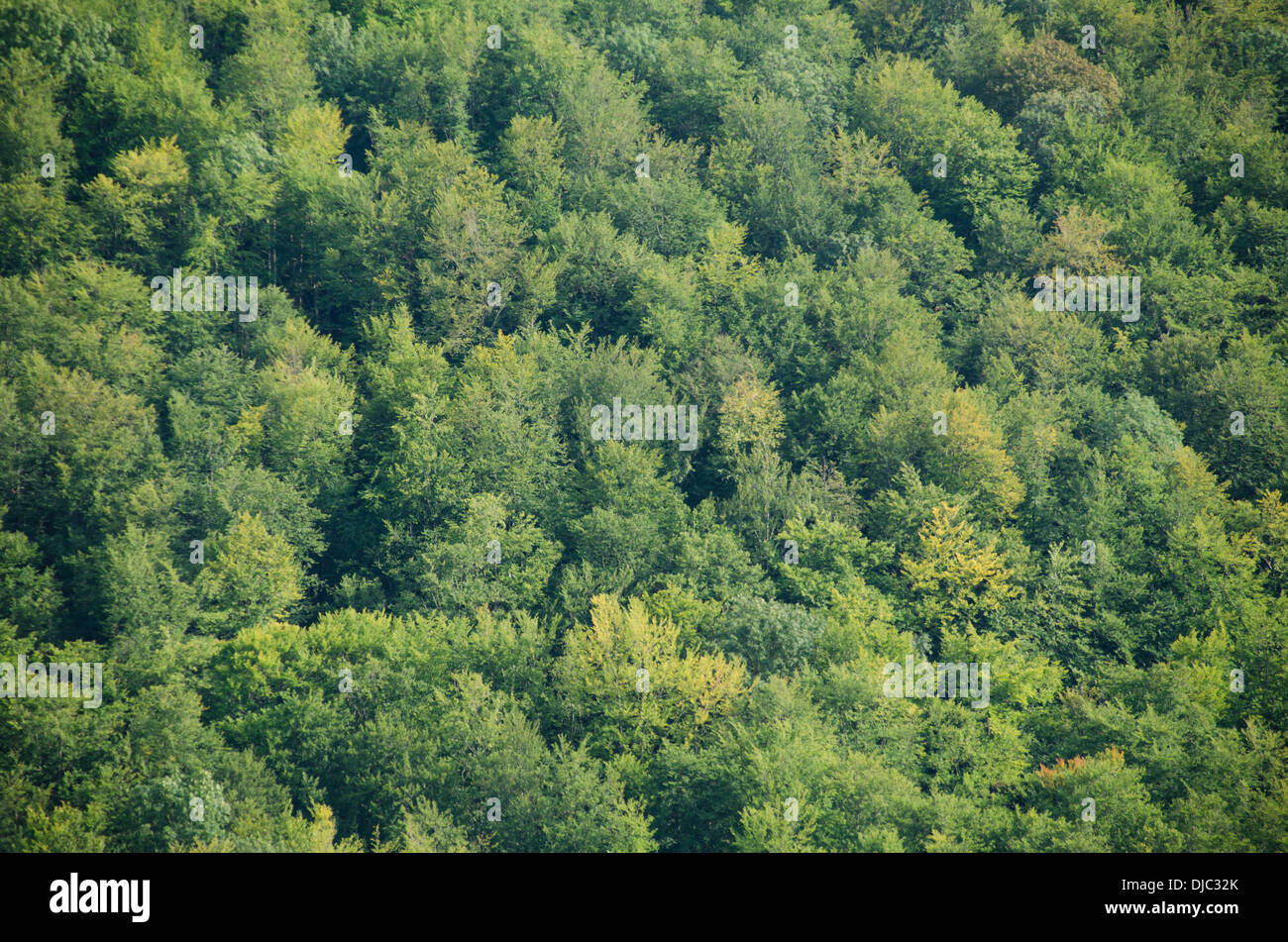 Deciduous beech forest canopy as seen from above in summer in Germany ...