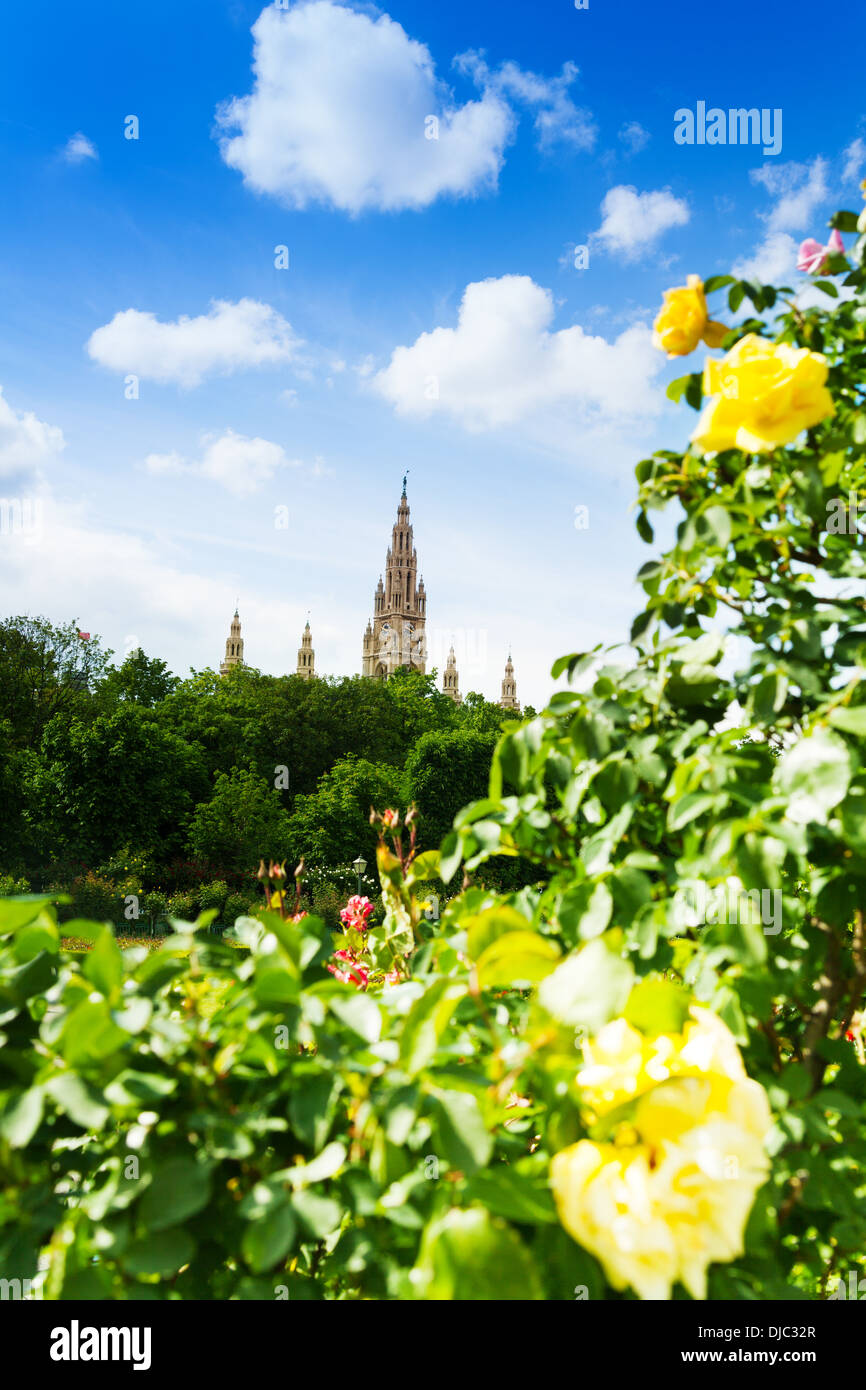 Vienna town hall from the park and yellow roses in the Volksgarten park ...