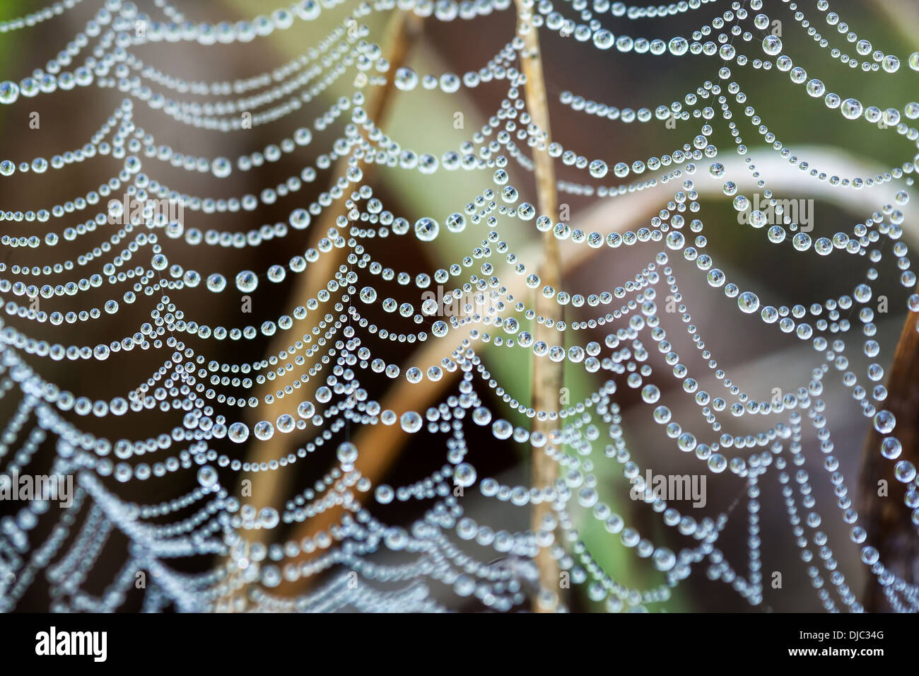 Beautiful spider's web with drops at the morning Stock Photo - Alamy