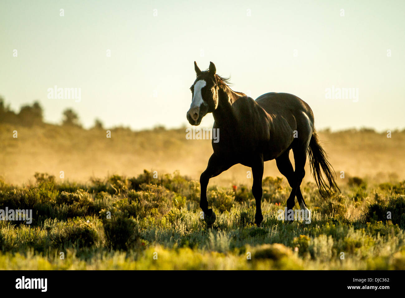 Galloping horse hi-res stock photography and images - Alamy