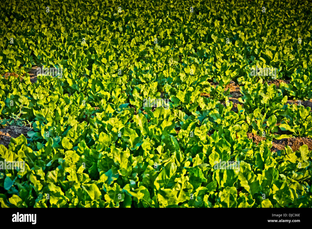 Spinach, Spinacia oleracea Stock Photo - Alamy