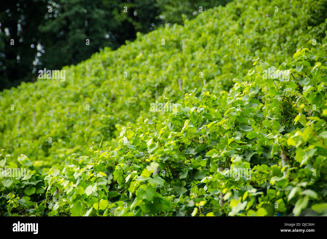 Vine hill hi-res stock photography and images - Alamy