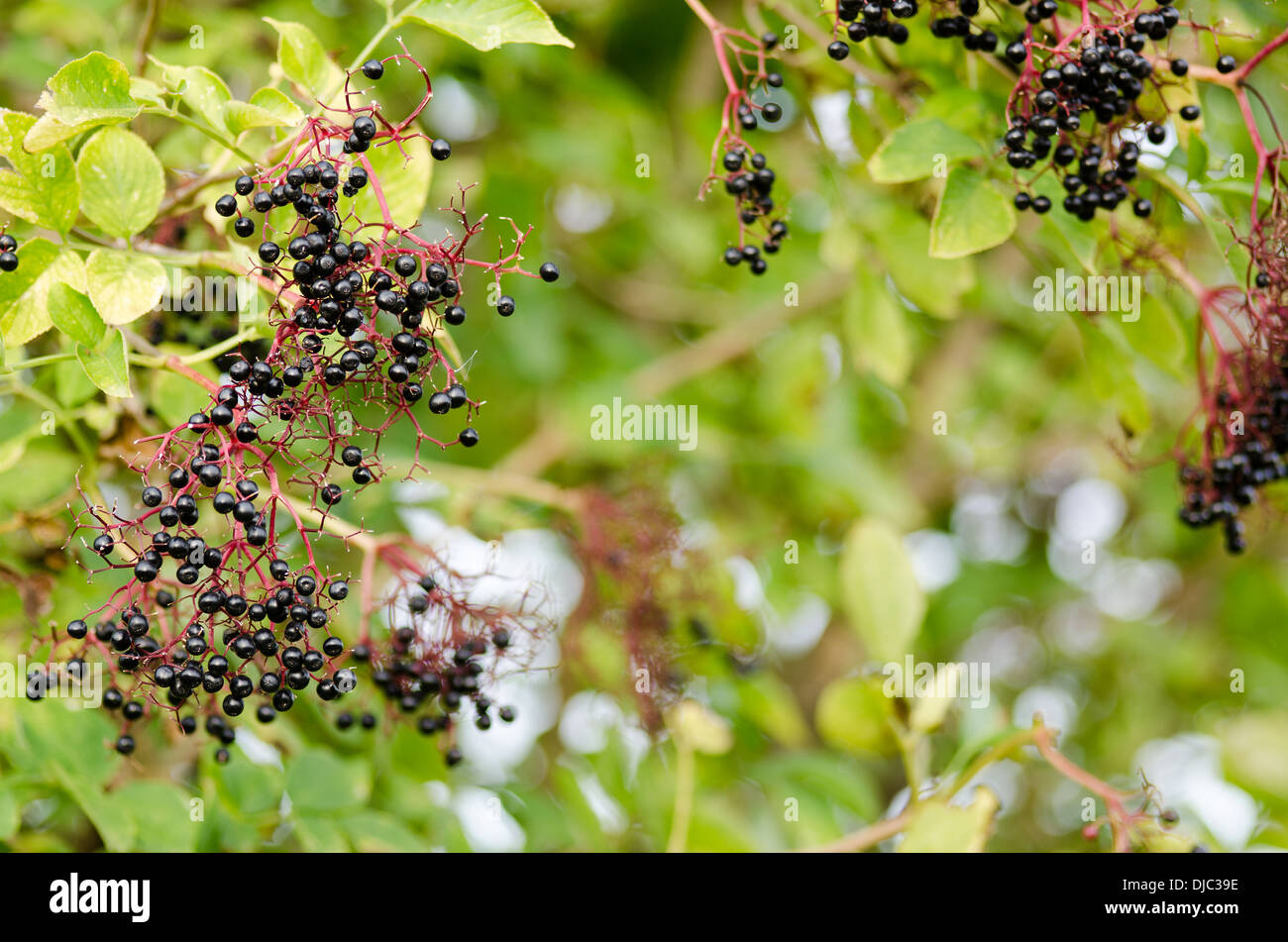 Twig of elderberry, Sambucus nigra, elder with ripe fruits Stock Photo ...