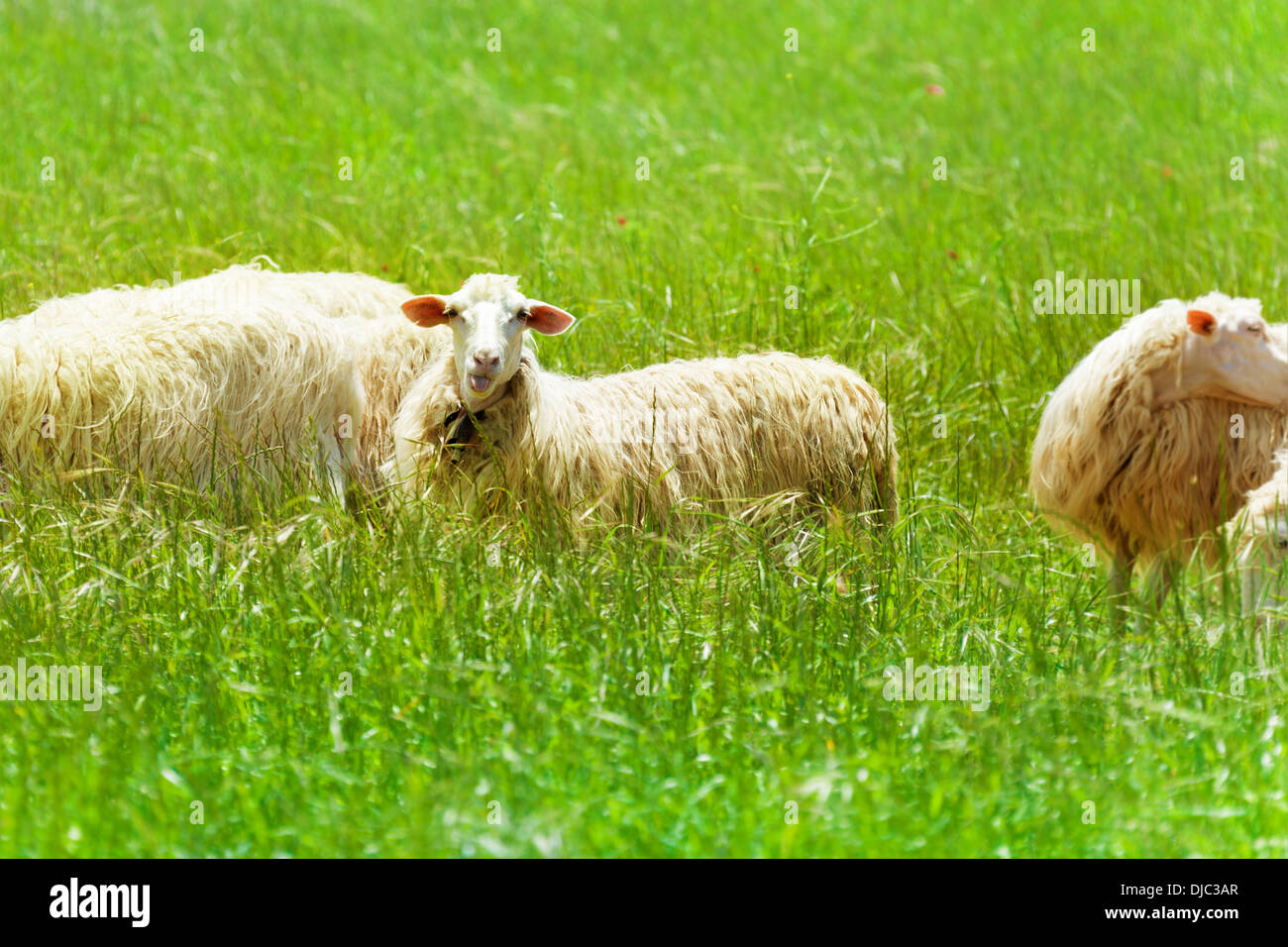 Beautiful sheep hi-res stock photography and images - Alamy