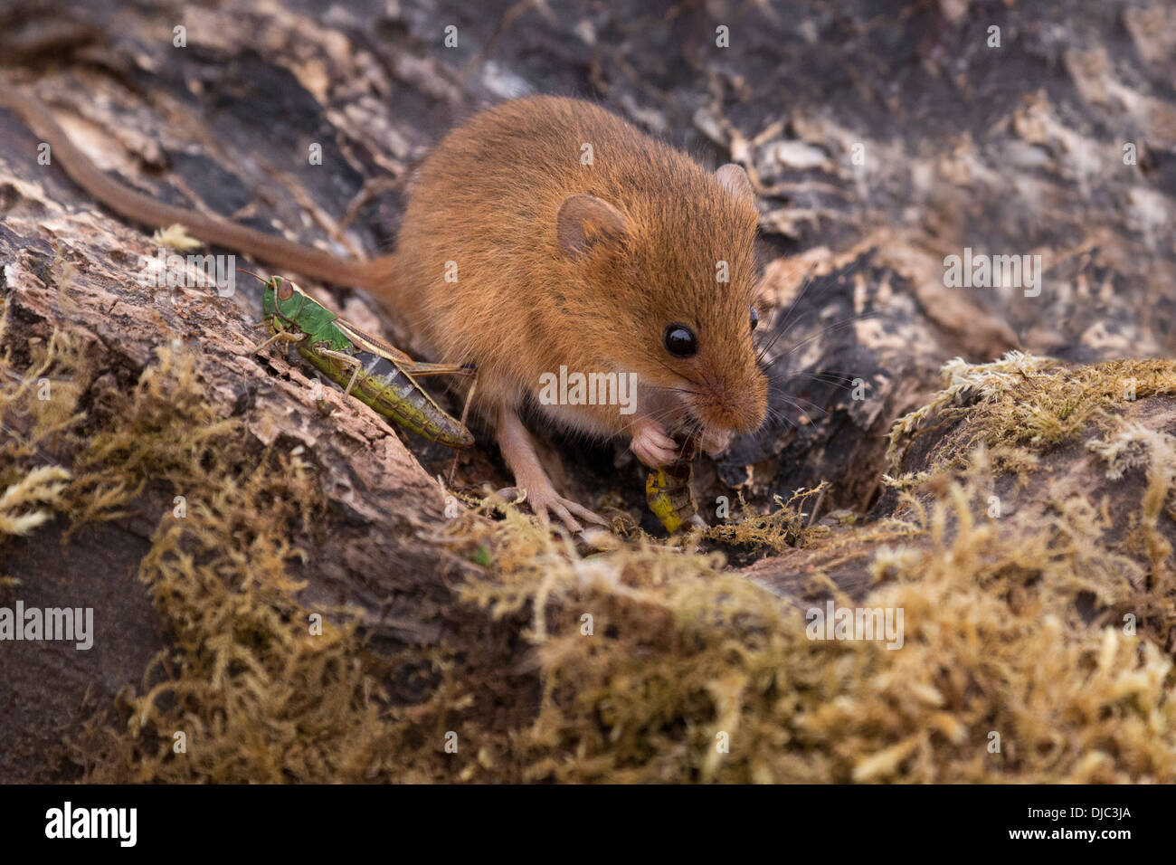 Grasshopper mouse hi-res stock photography and images - Alamy