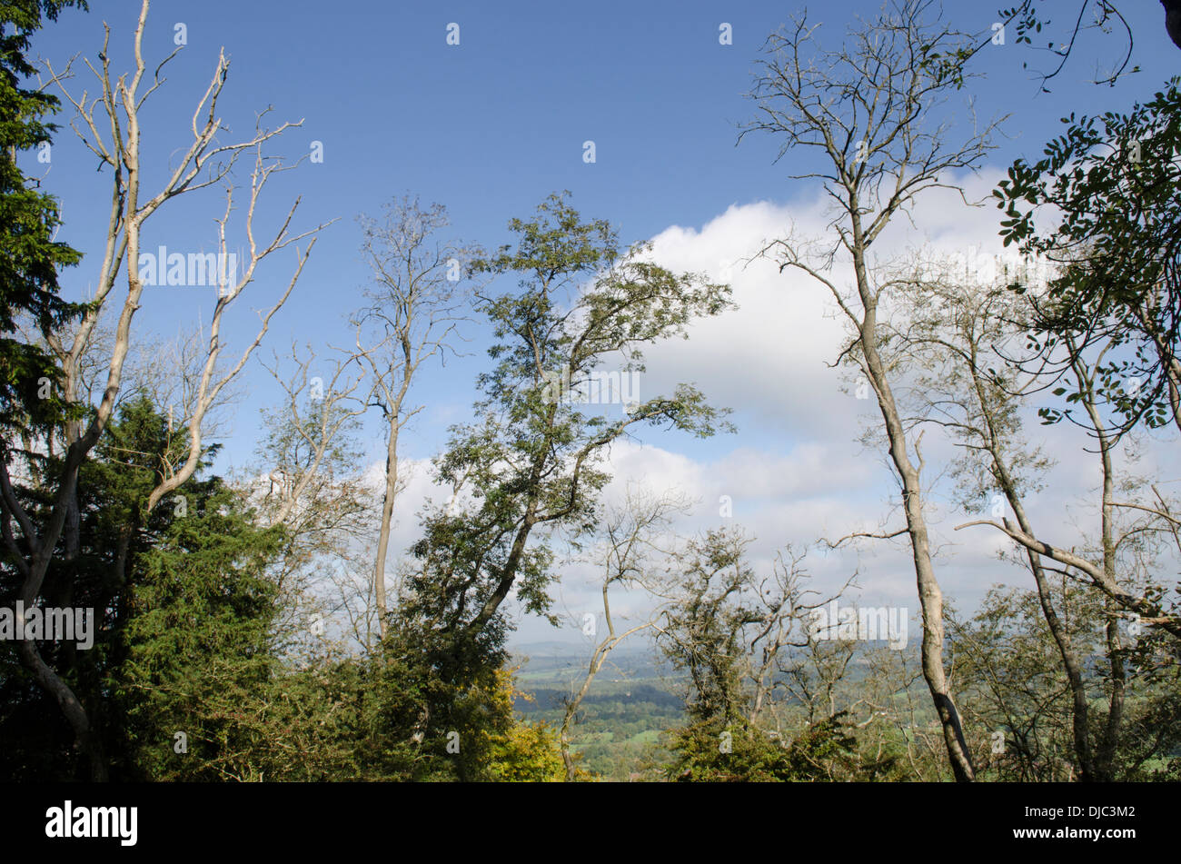 Common Ash [Fraxinus excelsior] or European Ash.dead and dying trees ...
