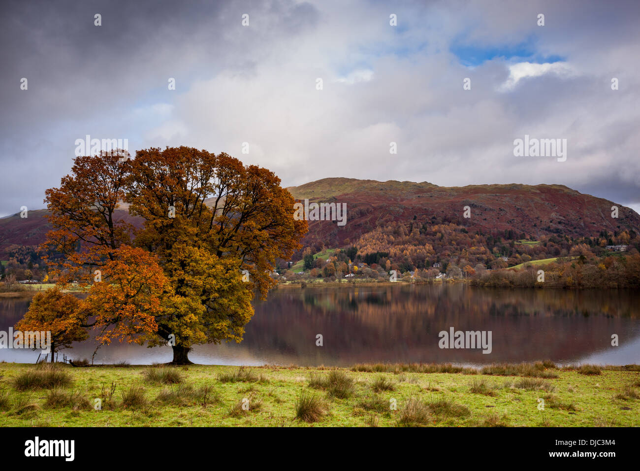 Autumnal tree beside Grasmere with Nab Scar and Lord Crag reflected in ...