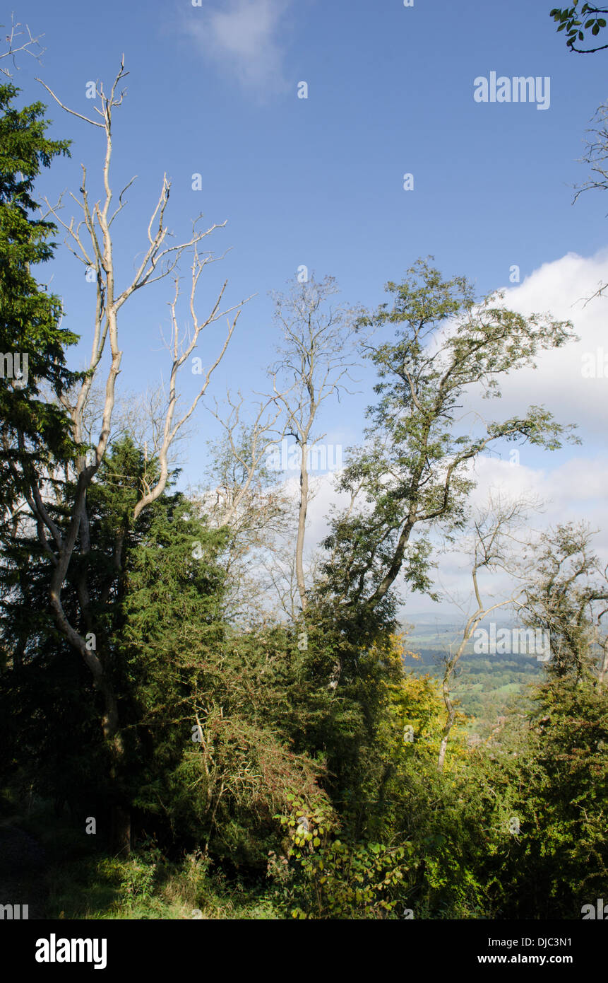 Common Ash [Fraxinus excelsior] or European Ash.dead and dying trees ...