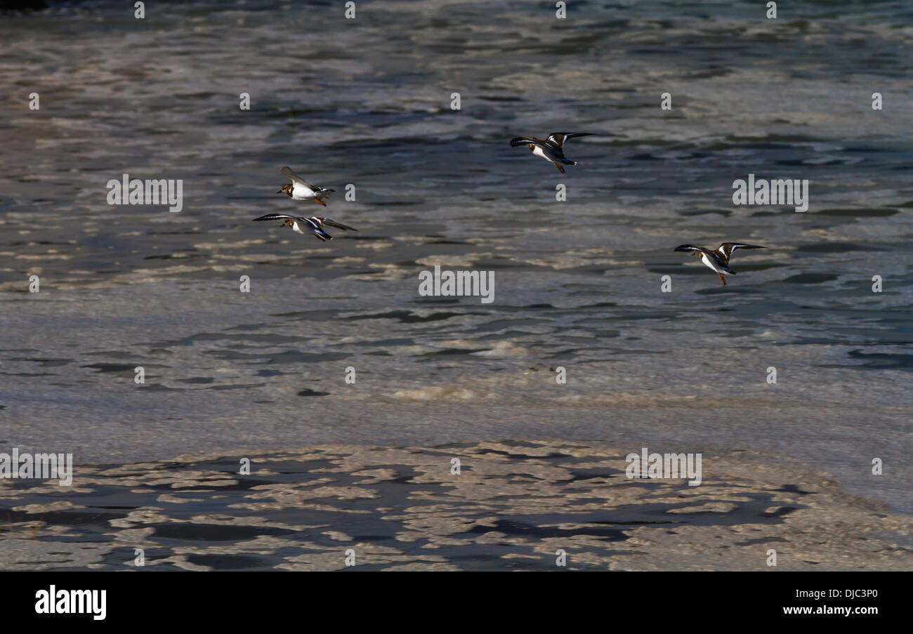 Shore birds in flight over the ocean Stock Photo - Alamy