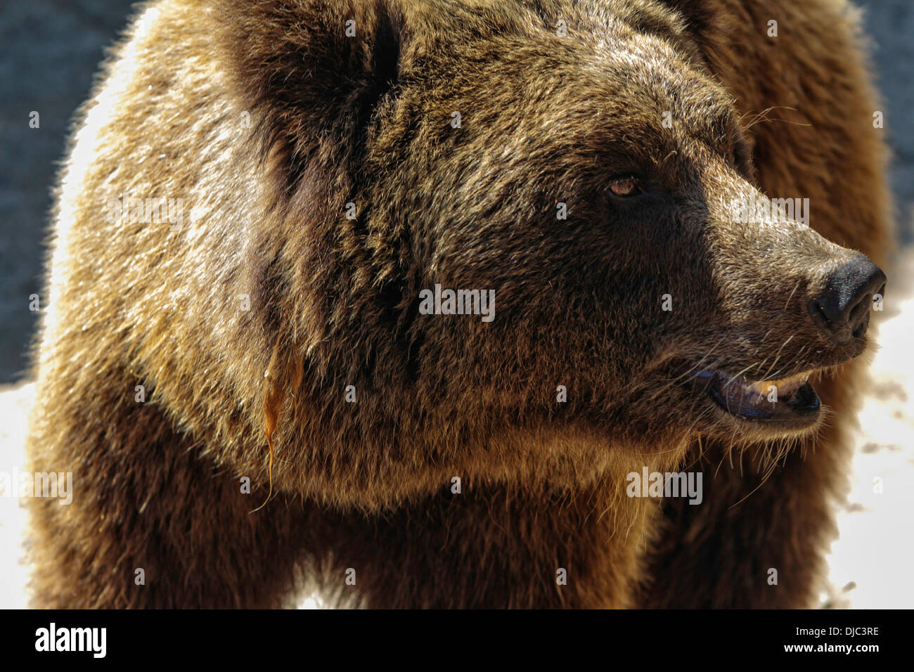 Brown bear face hi-res stock photography and images - Alamy