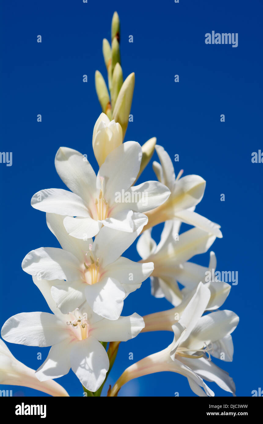 Stemmed White Flowers High Resolution Stock Photography and Images - Alamy