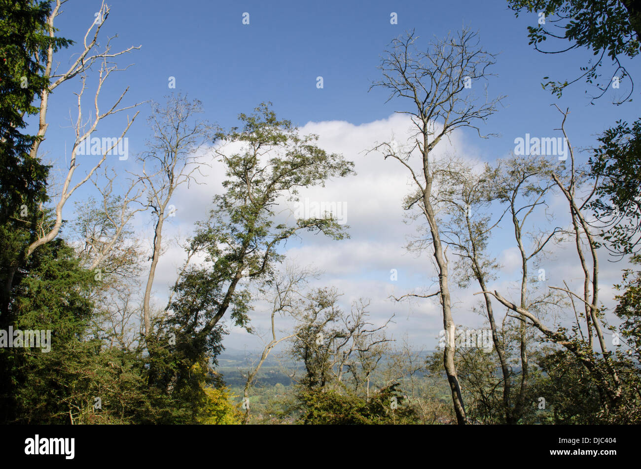 Common Ash [Fraxinus excelsior] or European Ash.dead and dying trees ...