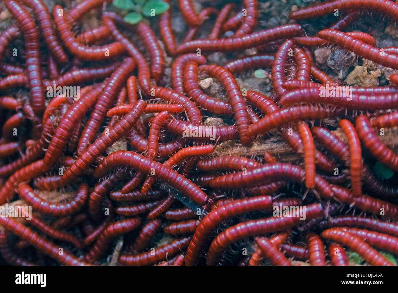 Millipede coil hi-res stock photography and images - Alamy