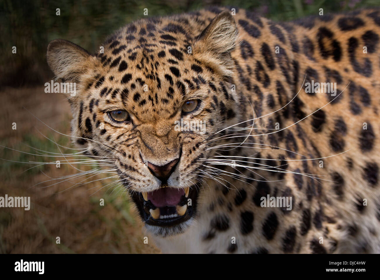 Growling Leopard
