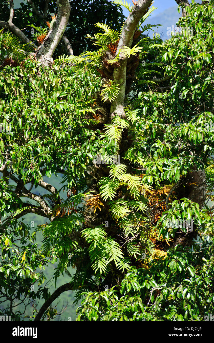 Tree ferns high in the passes of bhutan hi-res stock photography and ...