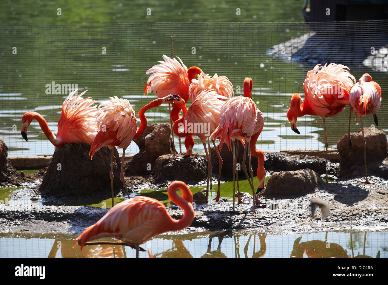 Flamingo diet hi-res stock photography and images - Alamy