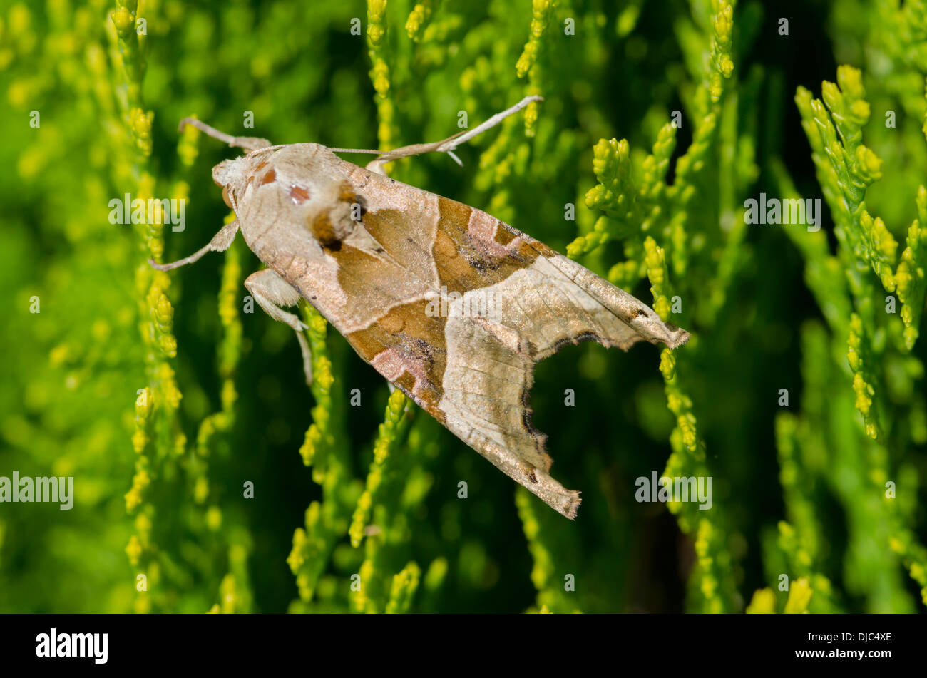 Angle shades moth hi-res stock photography and images - Alamy