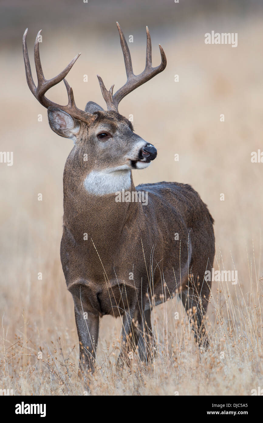 Whitetail deer portrait hi-res stock photography and images - Alamy