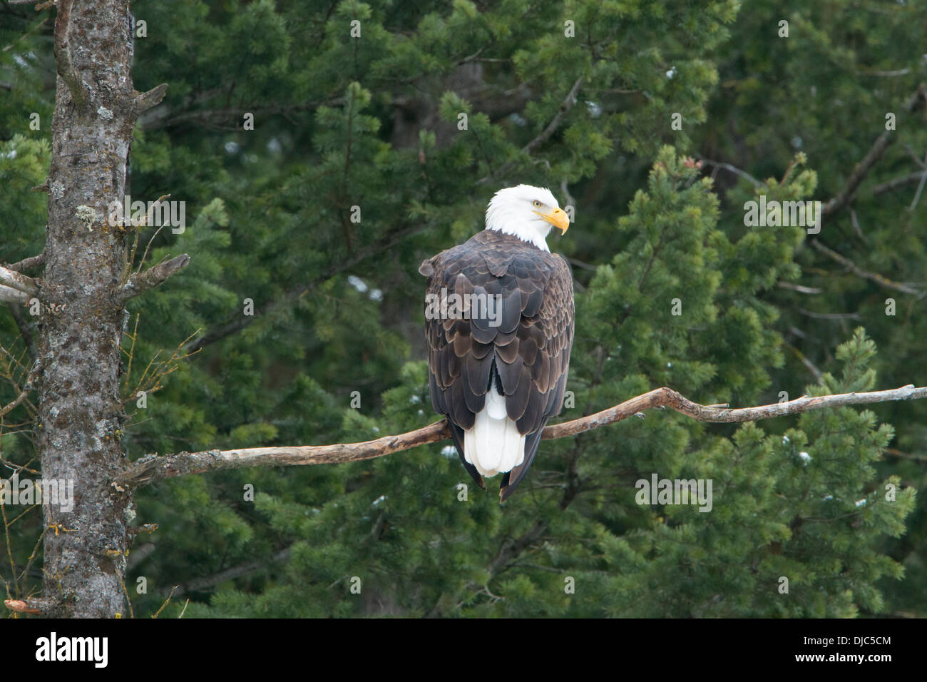 An adult bald eagle (Haliaeetus leucocephalus) perched in an evergreen ...