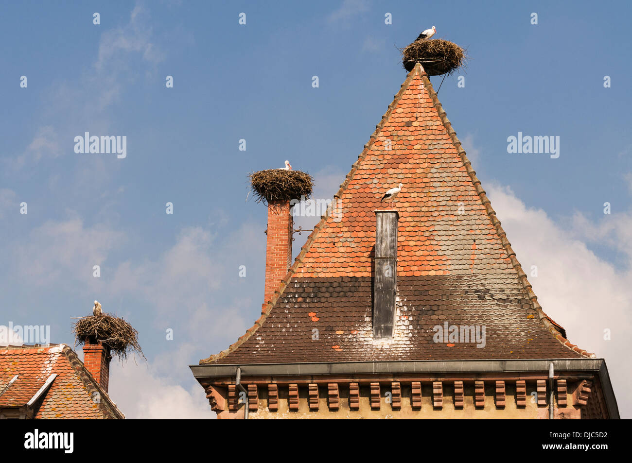 Stork nest alsace france hi-res stock photography and images - Alamy
