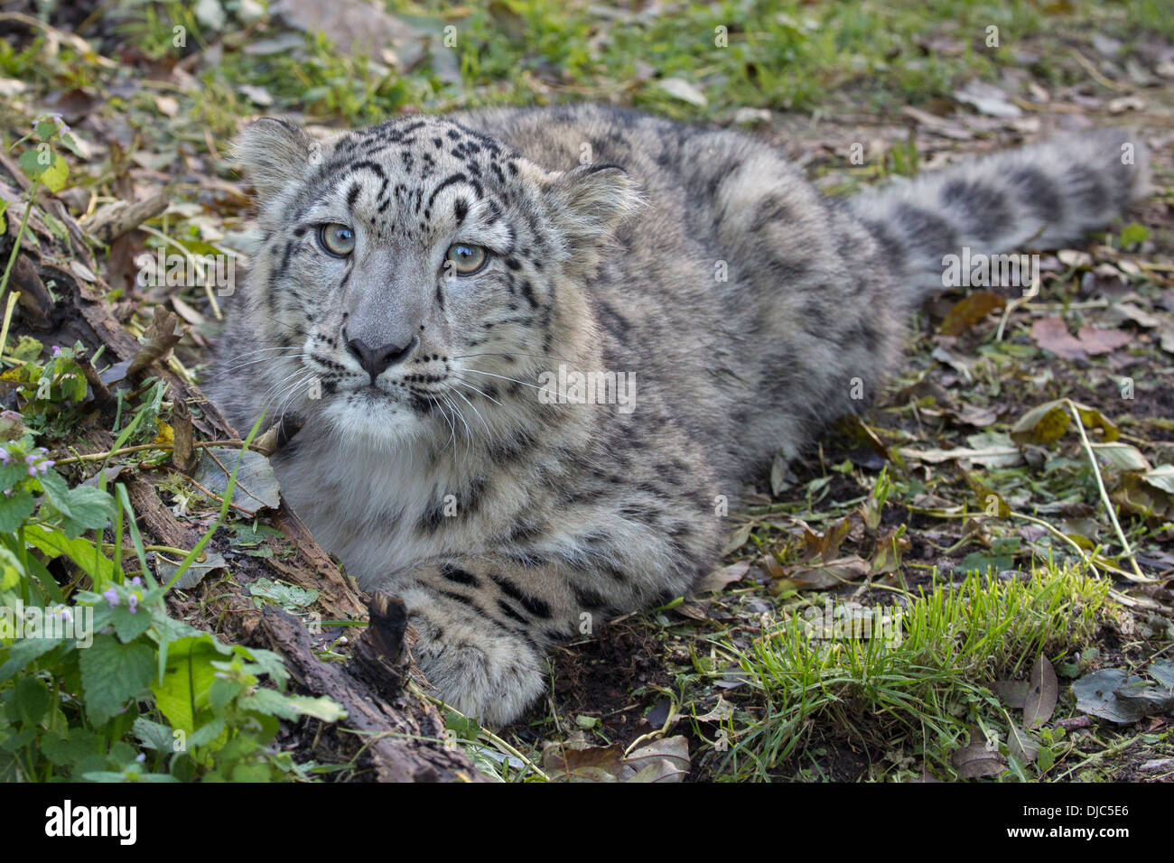 Snow Leopard Cub High Resolution Stock Photography and Images - Alamy
